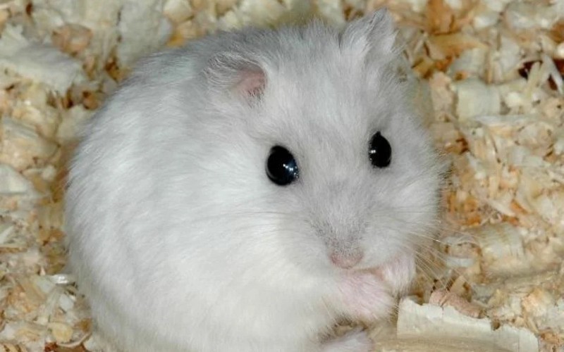 Surrender Pet - Arizona Hamster Rescue