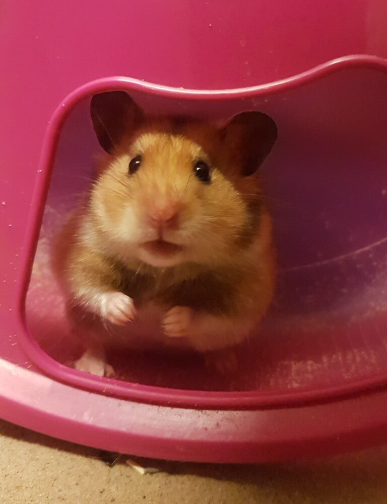Adopt Hamsters - Arizona Hamster Rescue