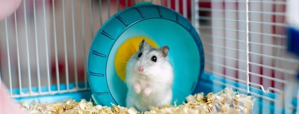 Contact Us - Arizona Hamster Rescue