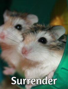 Home - Arizona Hamster Rescue