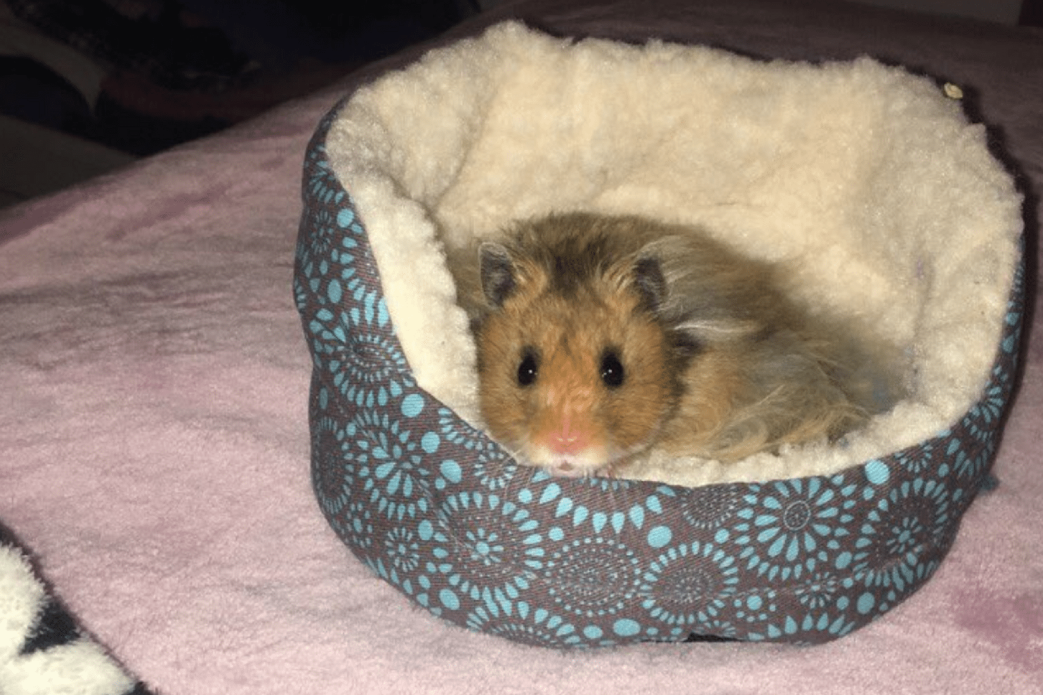 Contact Us - Arizona Hamster Rescue