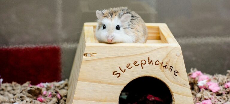 Adopt Hamsters - Arizona Hamster Rescue